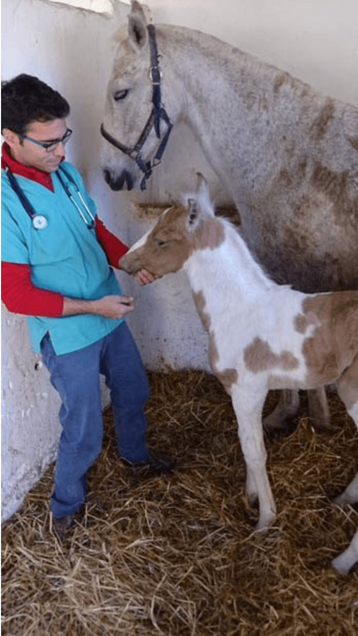 Reproducción equina - Veterinario de caballos en Málaga